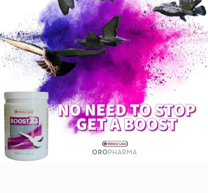 BOOST X5 500g VERSELE LAGA | Assunção Pigeons